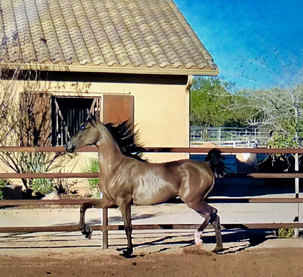 Volney Horses - Volney Creek Arabians